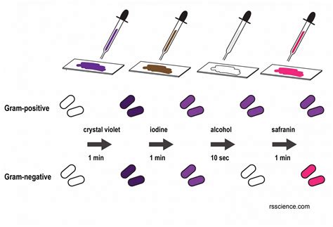 Gram Staining Of Bacteria