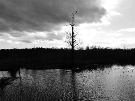 Naked Tree In March In Black And White Photograph By God Bless The Keg Publishing LLC Pixels