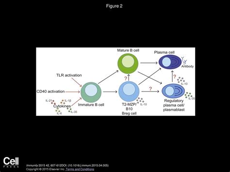 Regulatory B Cells Origin Phenotype And Function Ppt Download