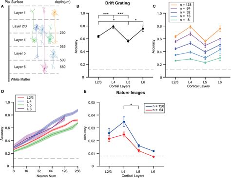Frontiers Neuron Populations Across Layer 2 6 In The Mouse Visual Cortex Exhibit Different