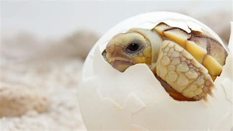 Le sexe des tortues et autres reptiles dépend de la température et du climat