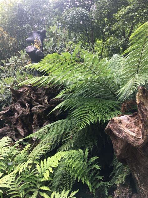 Ferns Can Bring Fantastic Drama To A Garden Bringing Structure And