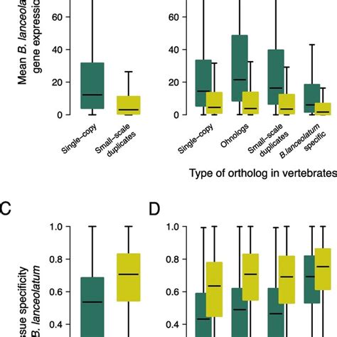 Gene Expression In Single Copy And Duplicated Genes In B Lanceolatum