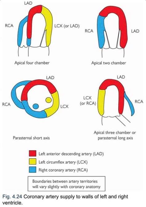 Coronary Artery Anomalies Overview The Normal And The 59 OFF