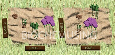 Biochemusing Umap Vs Tsnegarden Landscaping Umap And Facebook