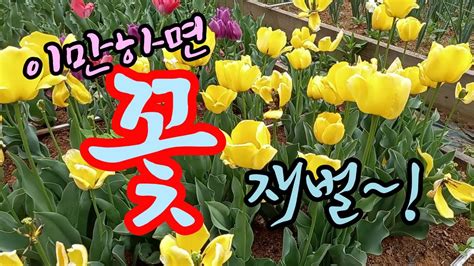임영웅도 좋아할 만한 꽃밭 이게 바로 꽃 힐링 애니시다 모란 튤립 꽃잔디 수국 금낭화 비비추 Youtube
