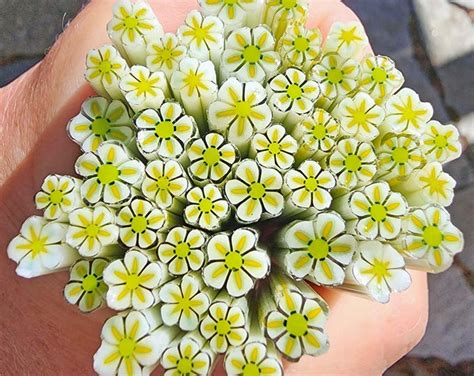 Coe 90 Fancy Murrini Kindness For The Win 1 Oz Murrini Murrine Vitrigraph Cane Minzabella