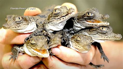 American Crocodile Population Growing In Florida Thanks To Nuclear Power Plant