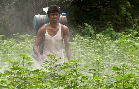 Cotton Explained