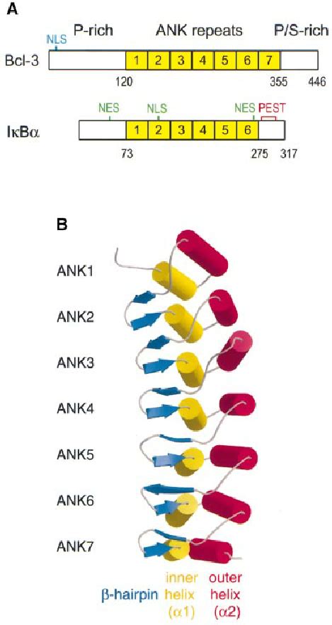 Structure Of Bcl A Domain Organization Of Bcl And I K B A Download Scientific