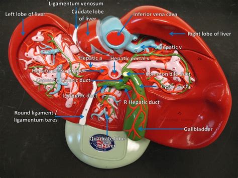 Liver Model Diagram Quizlet
