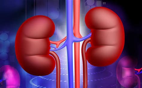 干细胞治疗糖尿病肾病的3大临床机制 知乎