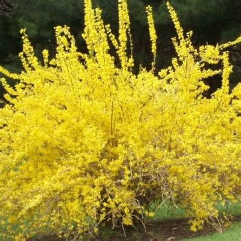 خرید و قیمت گل یاس زرد از غرفه گلخانه باغ بهشت