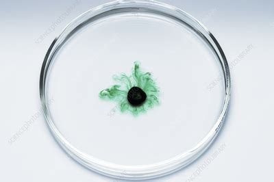 Diffusion Of Dye In Water Stock Image C Science Photo Library