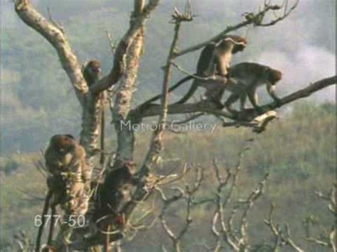 Monkey Sex YouTube