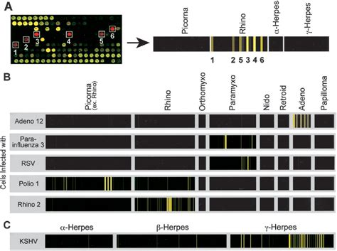 Figure 2 From Microarray Based Detection And Genotyping Of Viral