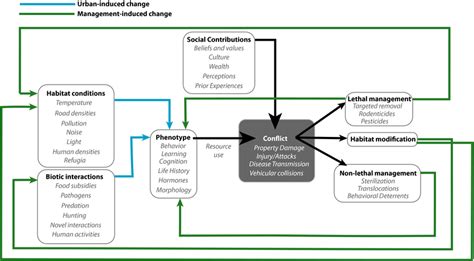 Conceptual Framework Illustrating The Processes Contributing To Shaping Download Scientific