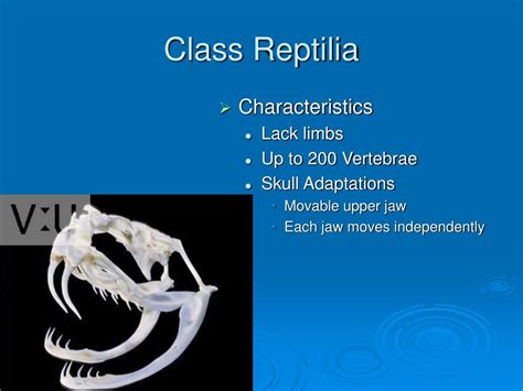Ppt Class Reptilia Powerpoint Presentation Free Download Id 352164