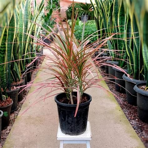 خرید و قیمت گیاه دراسنا پرچمی گیاه آپارتمانی زیبا و ماندگار با ارتفاع