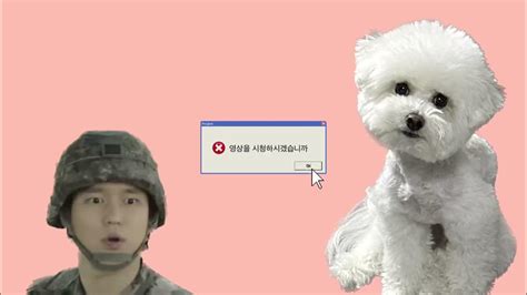 고경표닮은강아지vlog 프로유튜바 미니비숑 강아지브이로그 Youtube