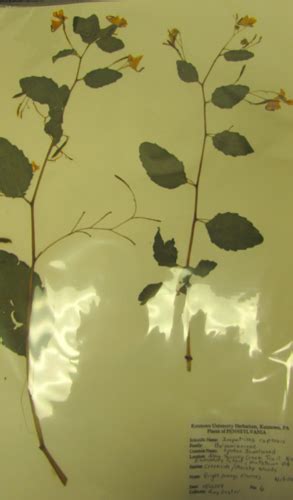 Plants To Know Quiz Herbarium Specimens Flashcards Quizlet