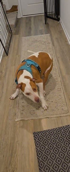 Happy pappy puppy eating or walking is always happy - YouTube