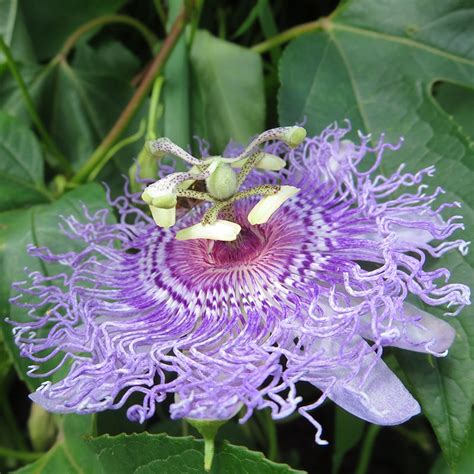 Maypop Passion Flower For Sale Logees Plants