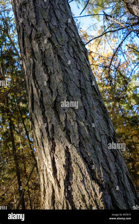Single Isolated Large Big Tree In Nature Environment With Huge Trunk And Foliage Around Stock