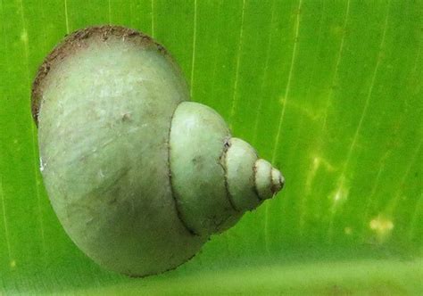 Cyclophoroid Snails Leptopoma Perlucidum Bali Wildlife