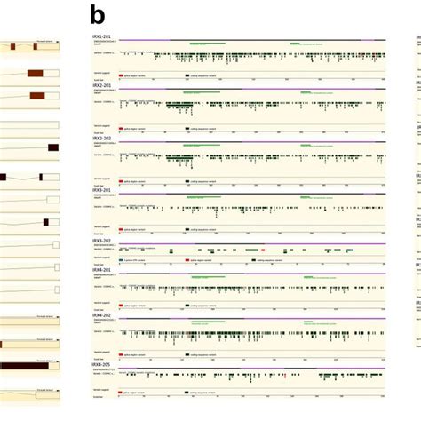 A Exonintron Structure Of 15 Transcripts Encoding Proteins Of The