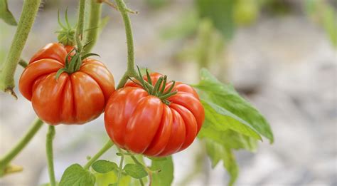 8 сортов помидоров, которые дадут самый вкусный урожай | ivd.ru