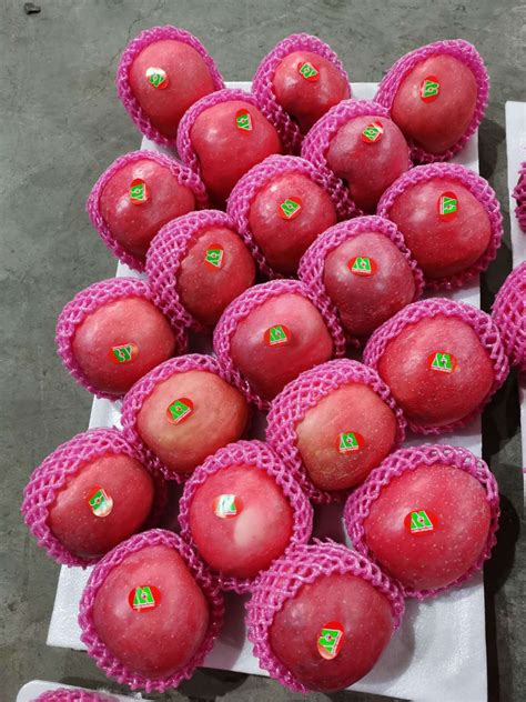 Premium Quality Paper Bagged FUJI - Fresh Yantai FUJI and Fresh Apples