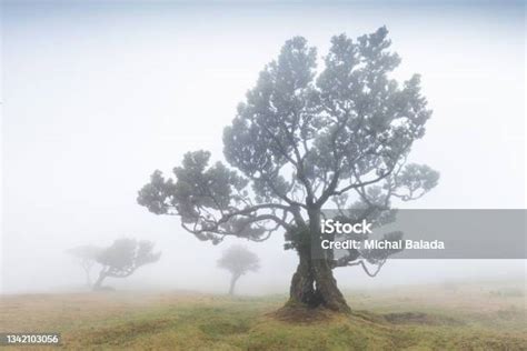 포르투갈 유네스코세계문화유산으로 지정된 마데이라의 파날 로리실바 숲에 있는 마법의 풍토성 월계수 나무 비오는 날에 짙은 안개