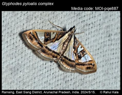 Glyphodes Pyloalis Complex Walker 1859 Moths