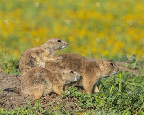 黑尾草原土拨鼠一家