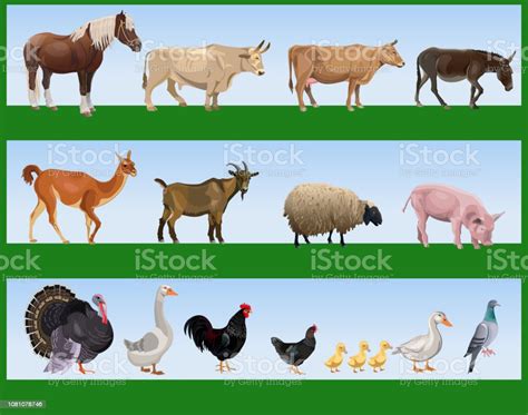 Set Of Farm Animals Stock Illustration Download Image Now Guanaco