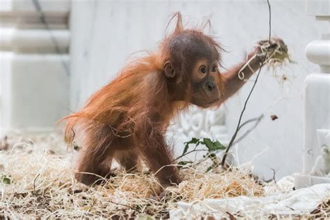 Sivapithecus Bilder Durchsuchen 133 Archivfotos Vektorgrafiken Und Videos Adobe Stock Sivapithecus Bilder Durchsuchen 133 Archivfotos Vektorgrafiken Und Videos Adobe Stock