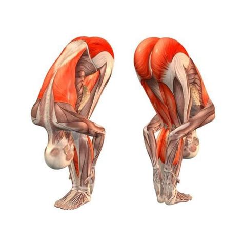Couch Stretch The Ultimate Guide To Hip Flexor Mobility And Lower Body