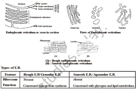 cbse class 8 science cell structure and functions notes