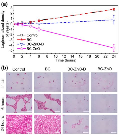 The Development Of C Albicans Treated With The Four Group Samples Download Scientific Diagram