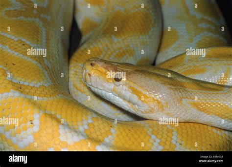 Burmese Python Python Molurus Bivittatus Portrait Stock Photo Alamy