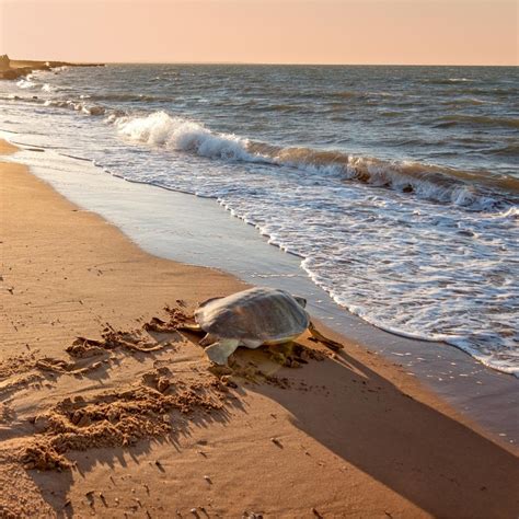 Flatback Turtle Season Town Of Port Hedland