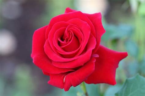 Rosa Para qué sirve sus beneficios Vendiendo