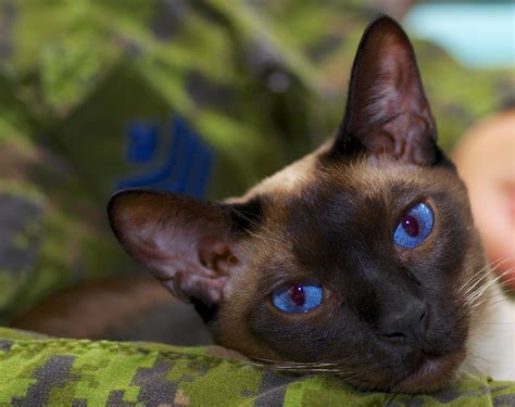 Siamese Cat Wallpapers For Desktop WallpaperSafari