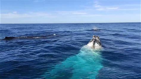 Australia Gold Coast, Humpback Whales, Sneaky Spy hop - YouTube