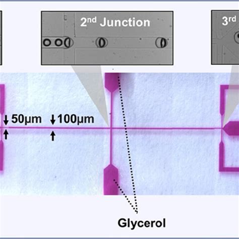 The Pdms Microfluidic Device With Three Cross Junctions For The Download Scientific Diagram