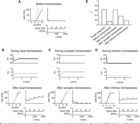 Figure 10 From Synaptic And Intrinsic Homeostasis Cooperate To Optimize