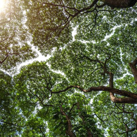 Have You Heard Of Crown Shyness If You Look Up At The Tree Canopy