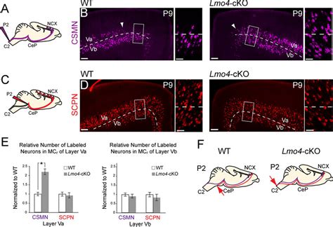 Lmo Is Required For Cortico Brainstem Motor Neuron Development In The Download Scientific