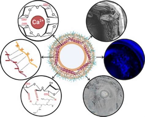 Polyethylenimine Inclusion To Develop Aqueous Alginate Based Core Shell Capsules For Biomedical